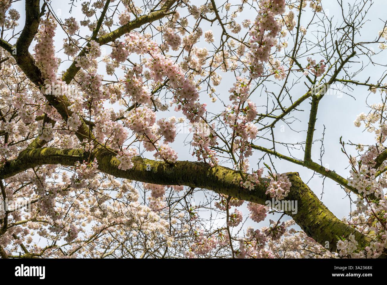 A crop of a blooming tree in early spring reveals pale-pink blossoms ...