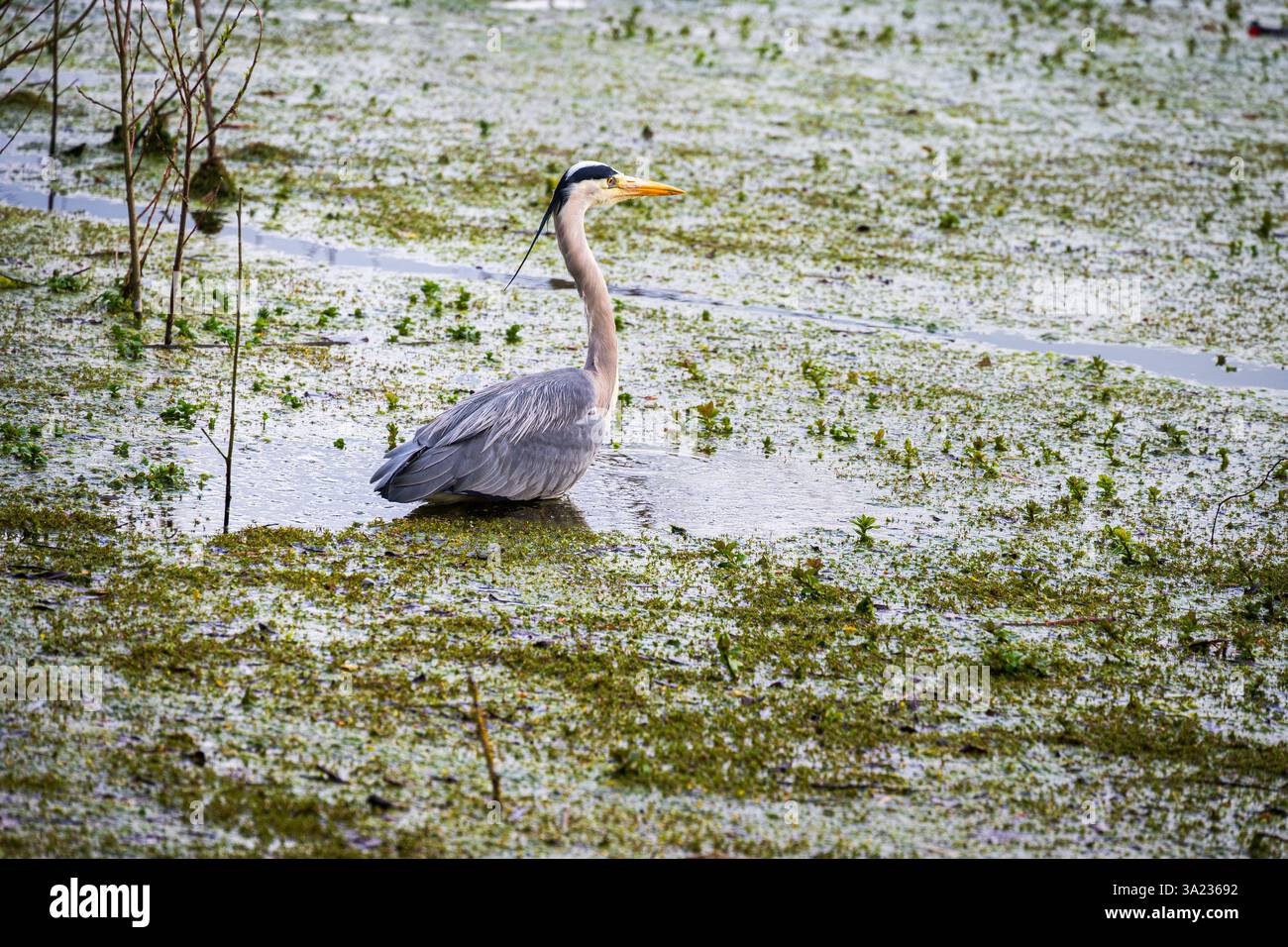 A great blue heron stands motionless in a mossy swamp, its feet ...