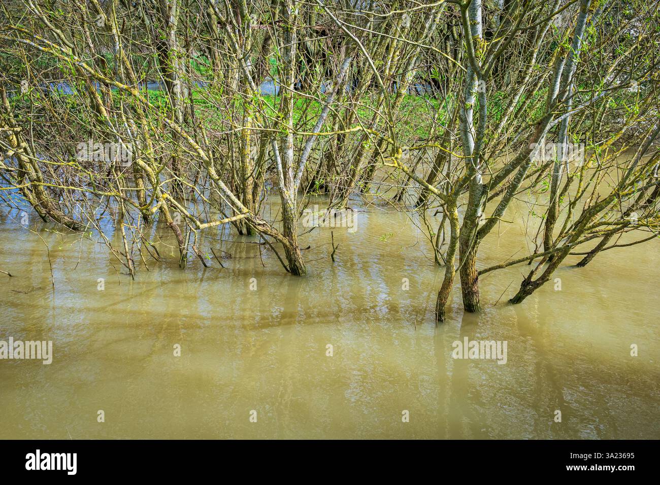 A group of trees with moss-covered branches stand in flooded muddy ...