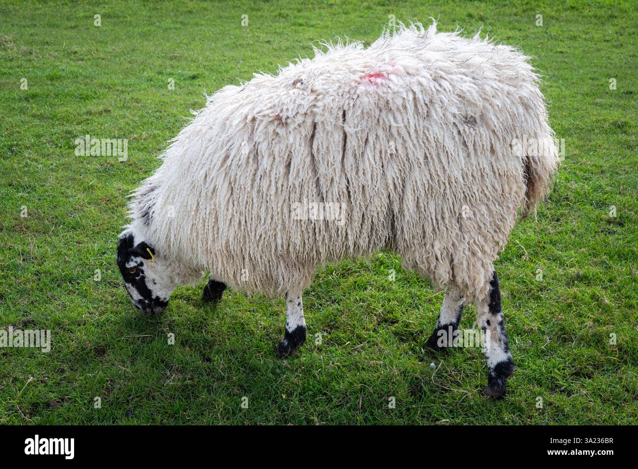 A sheep grazes peacefully on a lush green field, its curled fur ...