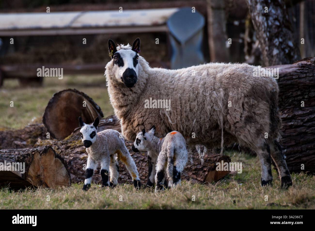 AYMESTRY, ENGLAND - MARCH 11: Two Lambs explore under the watchful eye ...