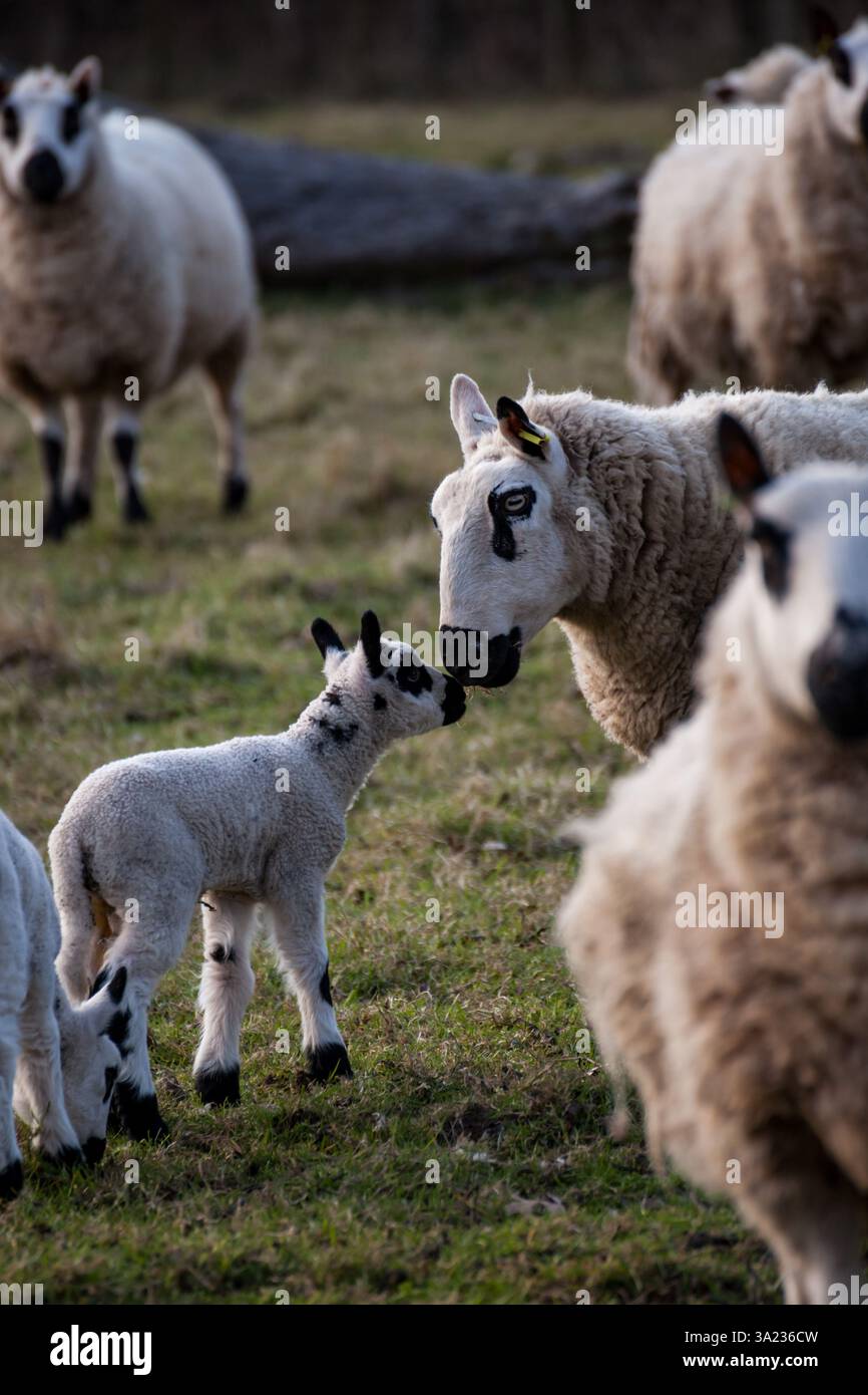 AYMESTREY, ENGLAND - MARCH 11: A young lamb is greeted by a Sheep nose ...