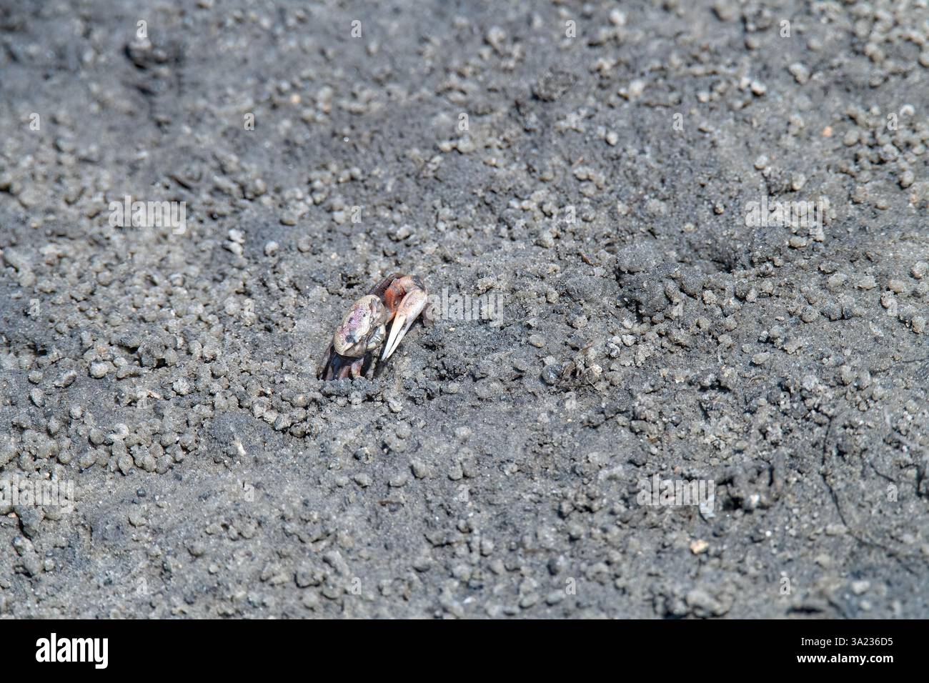 Marshland Crab Burrows back into the Sand at Low Tide in a Salt Water ...