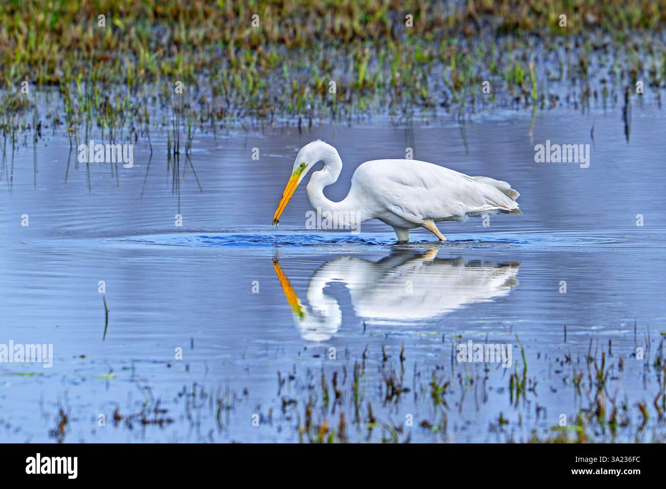 Great white egret / great egret (Ardea alba) non-breeding adult fishing ...