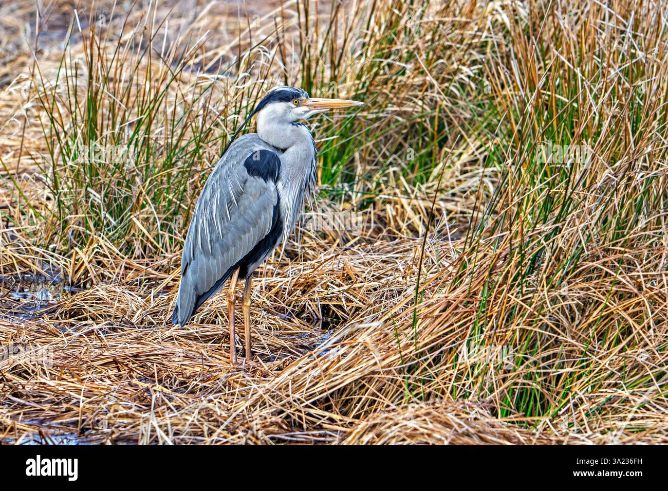 Grey heron (Ardea cinerea) resting among reeds in reed bed of wetland ...