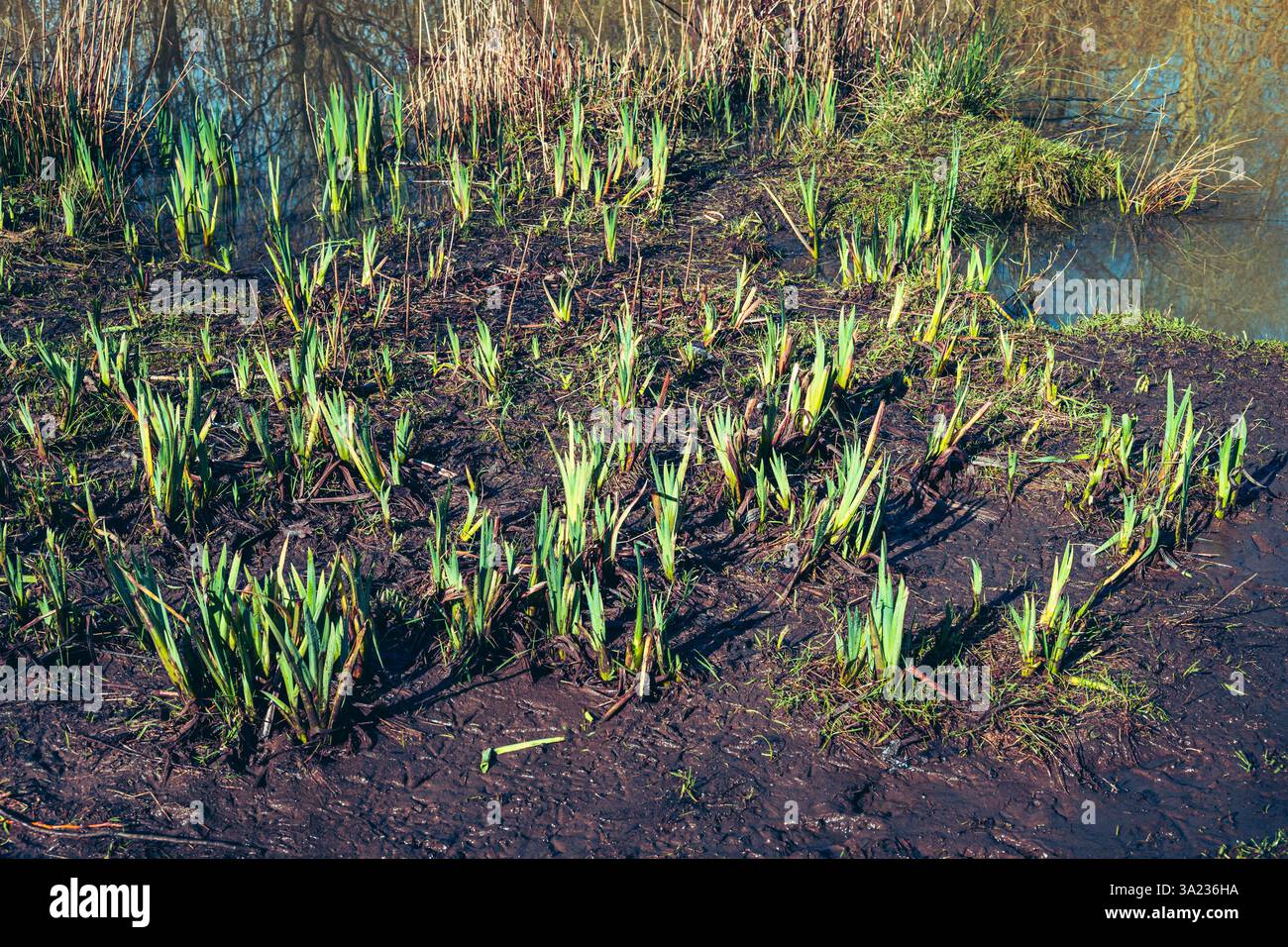 New shoots of iris emerge from the swampy ground, signaling the arrival ...