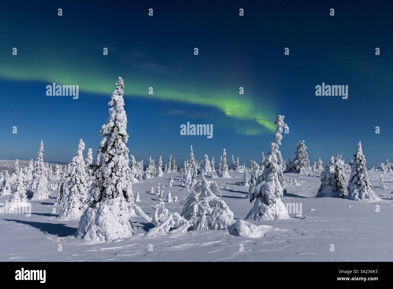 Northern lights / Aurora borealis over snow covered spruce trees on the ...