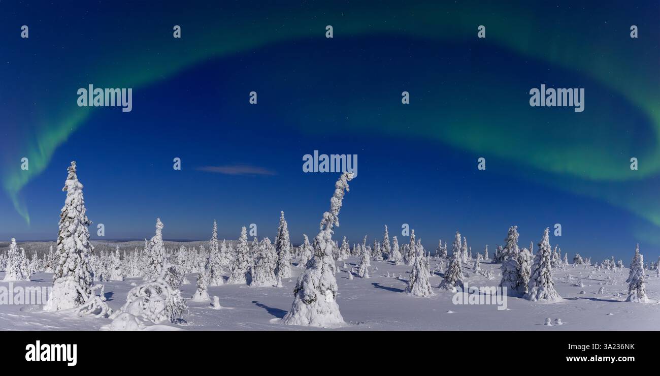 Northern lights / Aurora borealis over snow covered spruce trees on the ...