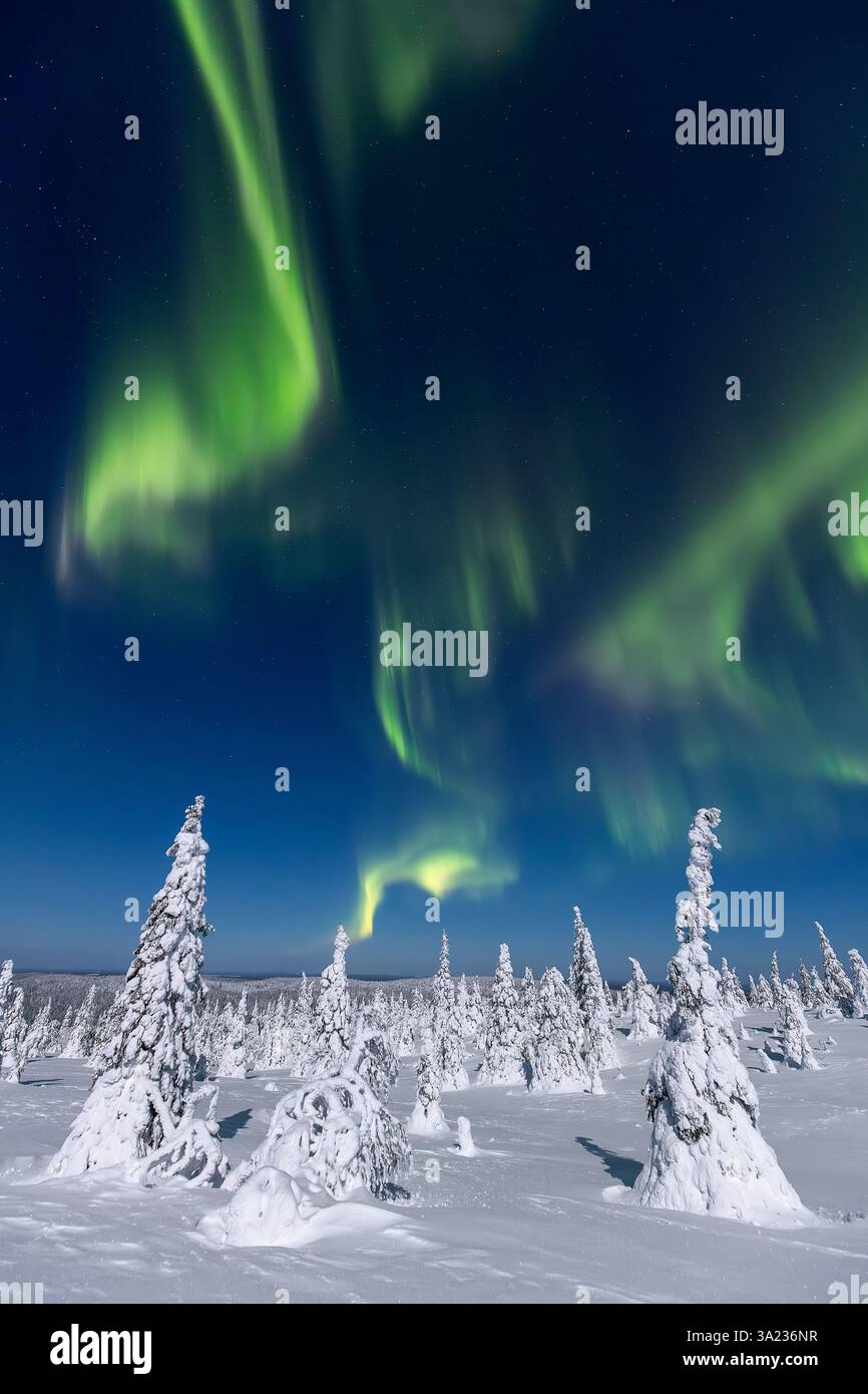 Northern lights / Aurora borealis over snow covered spruce trees on the ...
