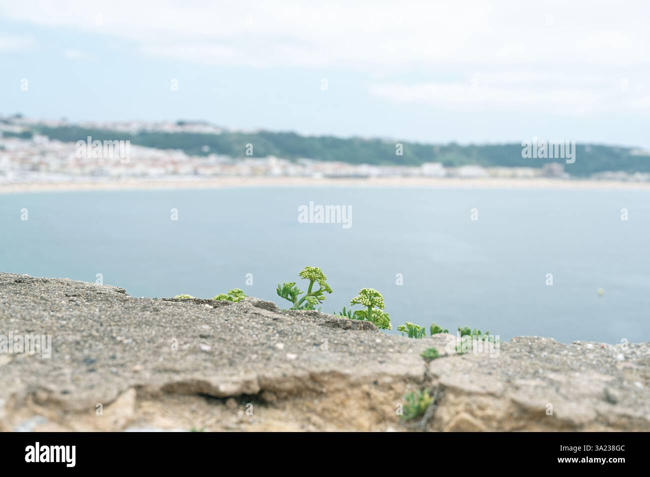 Tiny resilient plants grow on a weathered stone ledge overlooking the ...