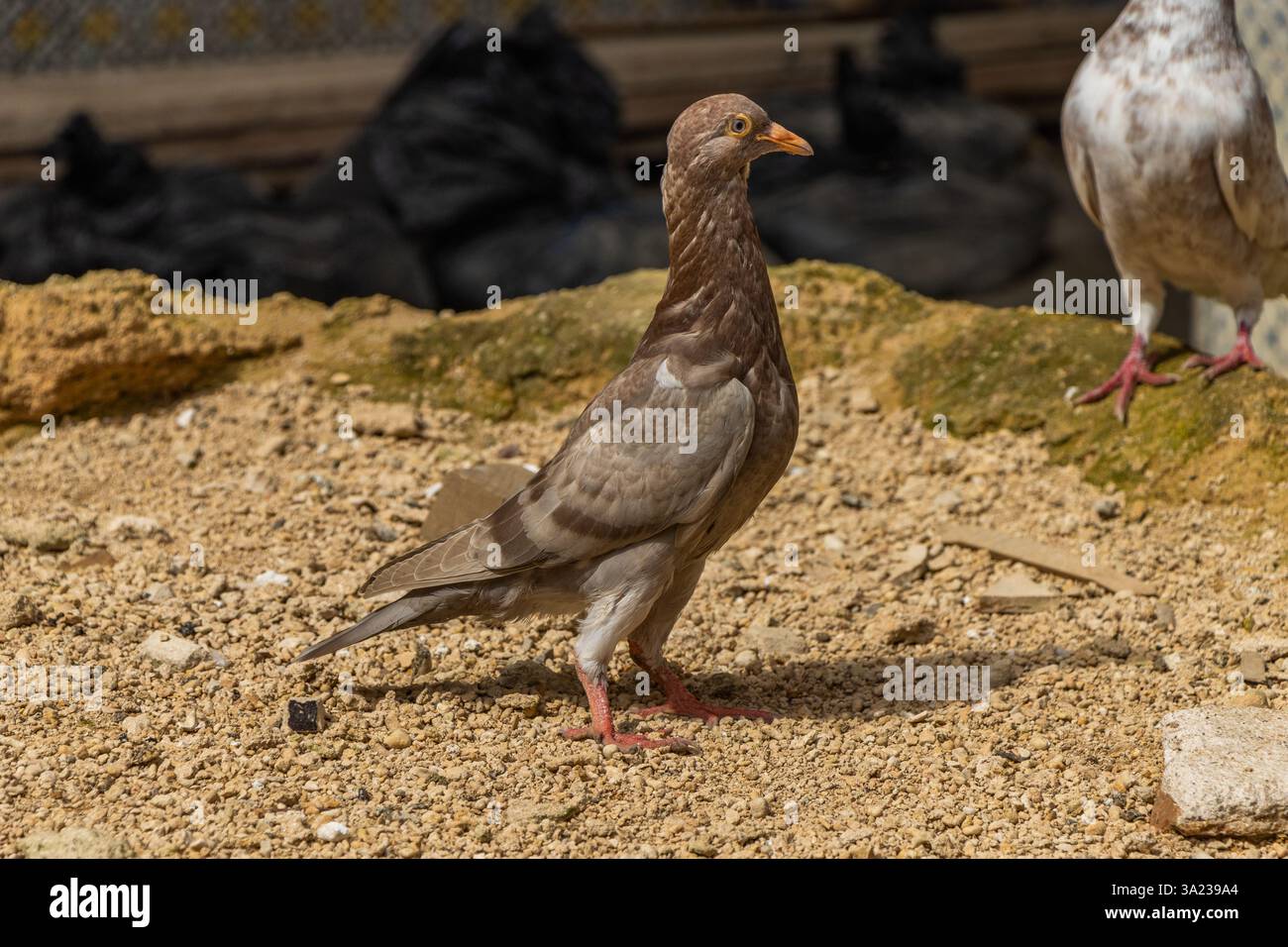 Pigeon in the ancient souk of the medina in Fes in Morocco Stock Photo ...