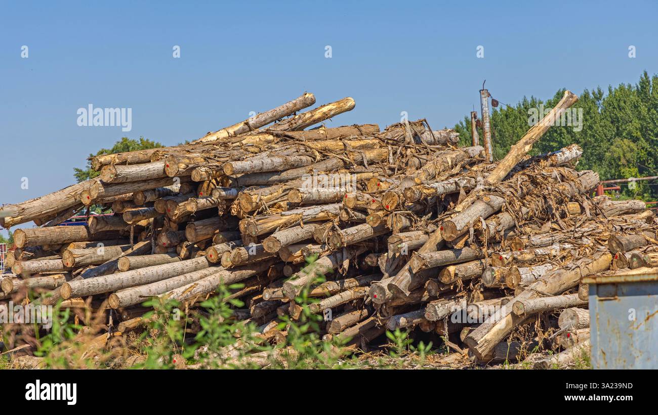 Large pile timber from hi-res stock photography and images - Alamy