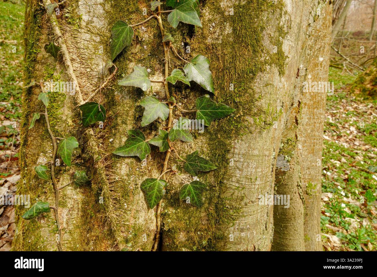 Common Ivy, twisted on a big tree trunk Stock Photo - Alamy