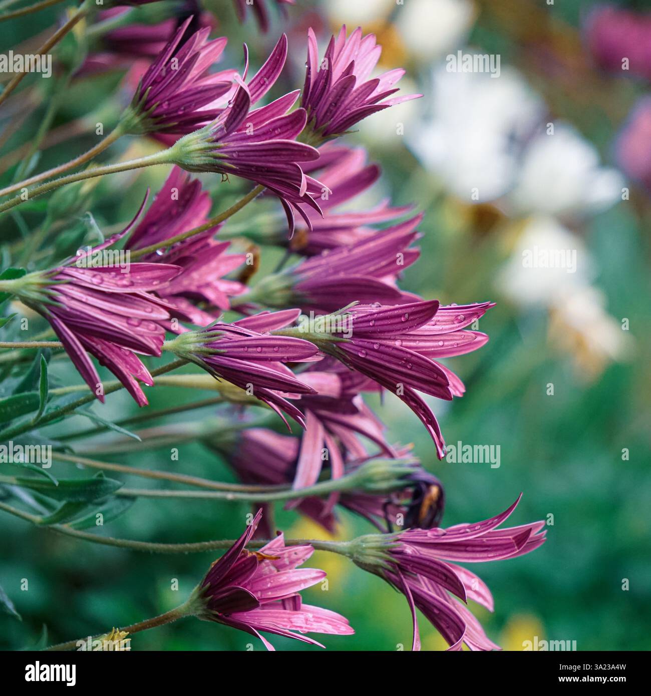 purple calendula in the garden in springtime, pink daisy, pot marigold ...