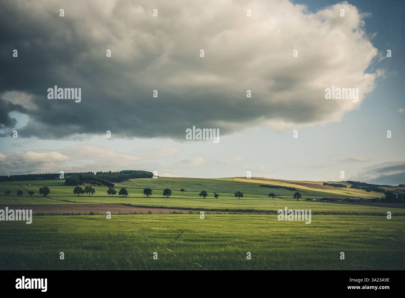 Green fields in the scottish countryside Stock Photo - Alamy