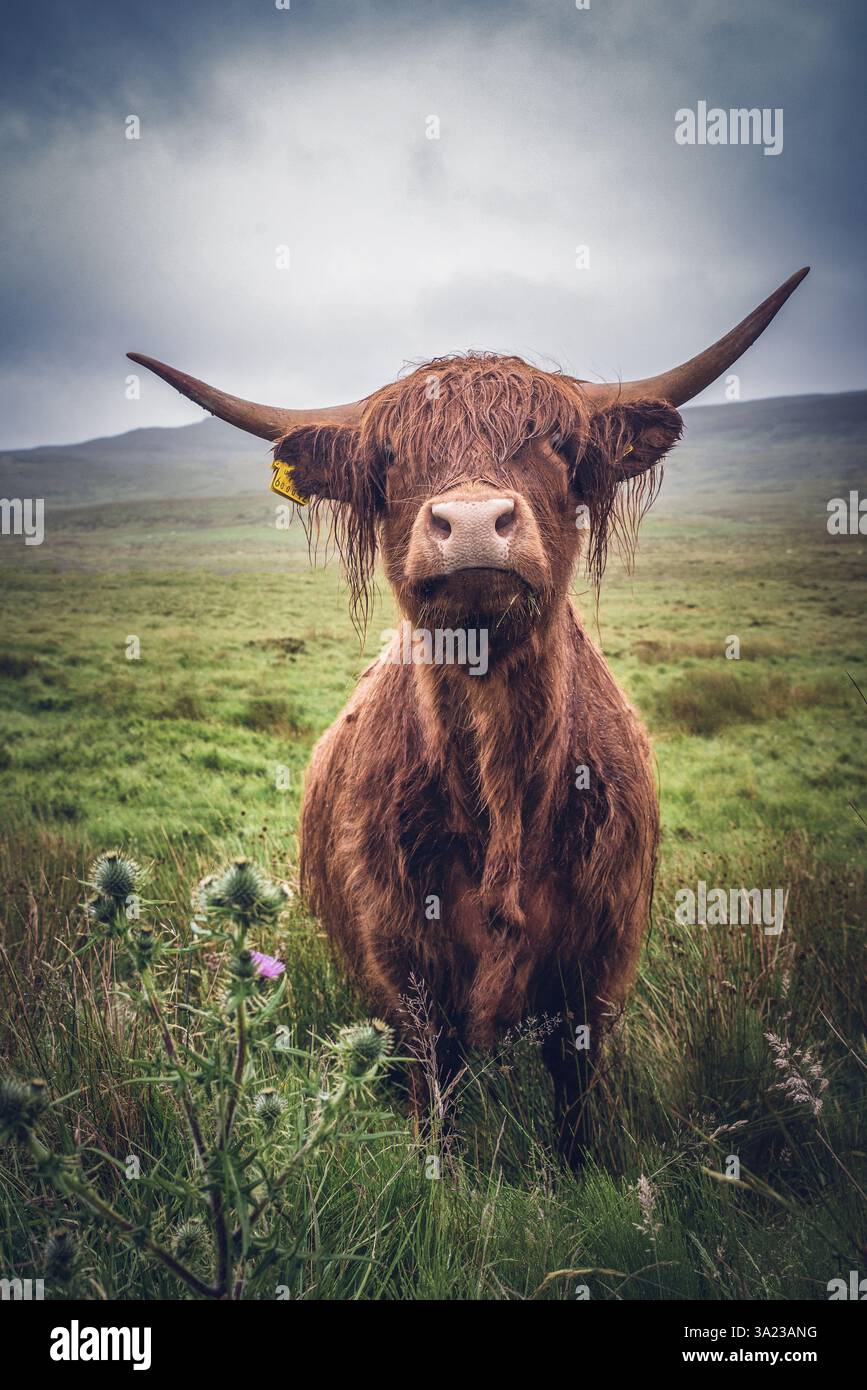 Highland cow in a field, in the Isle of Skye, Scotland Stock Photo - Alamy