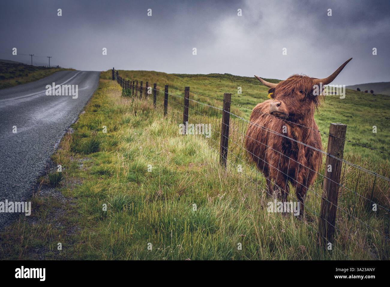 Highland cow in a field, in the Isle of Skye, Scotland Stock Photo - Alamy