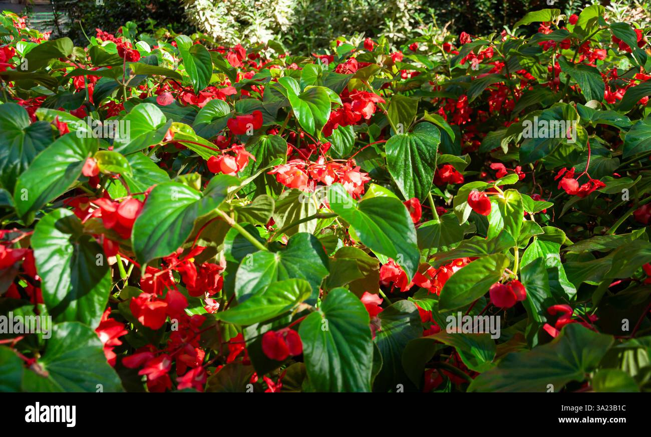 Flor de begonia hi-res stock photography and images - Alamy