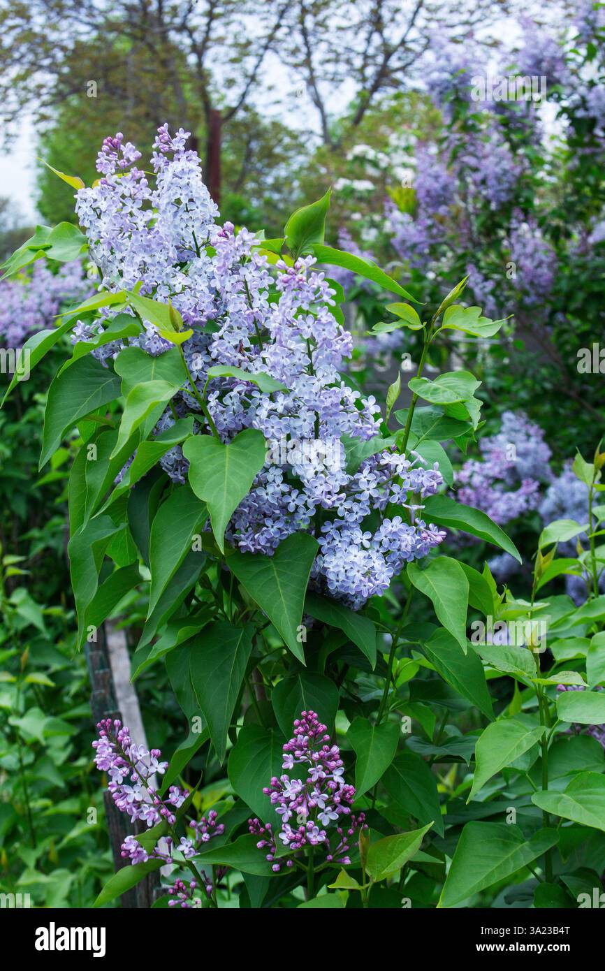Branches of blooming lilacs in a spring park, selective focus. Lilac ...