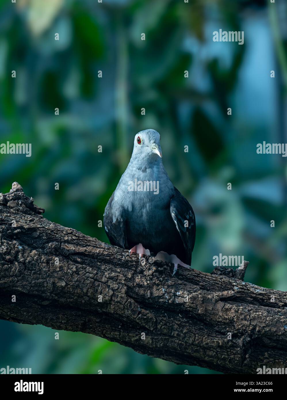 Purple ground dove hi-res stock photography and images - Alamy