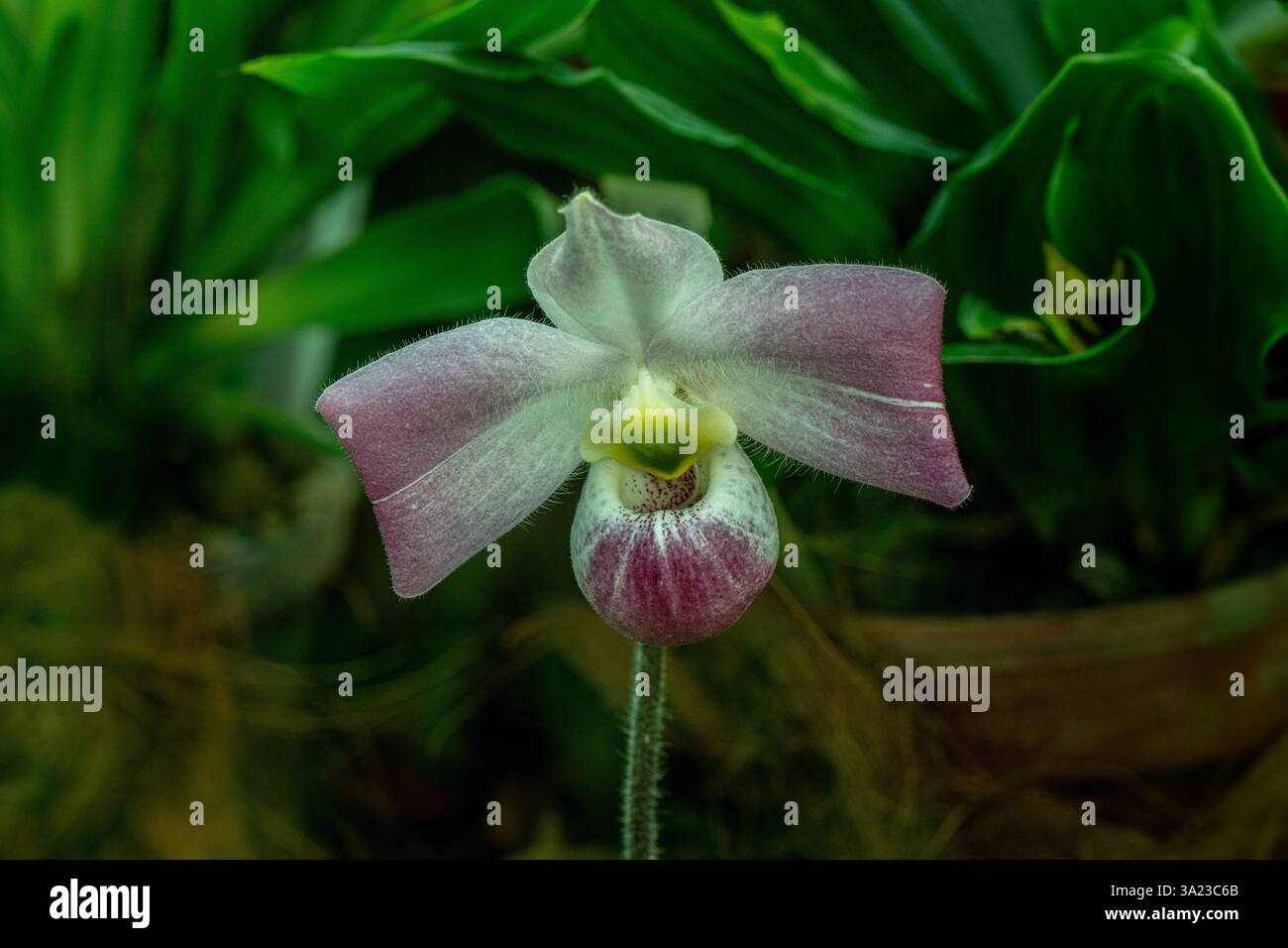Paph vietnamense hi-res stock photography and images - Alamy