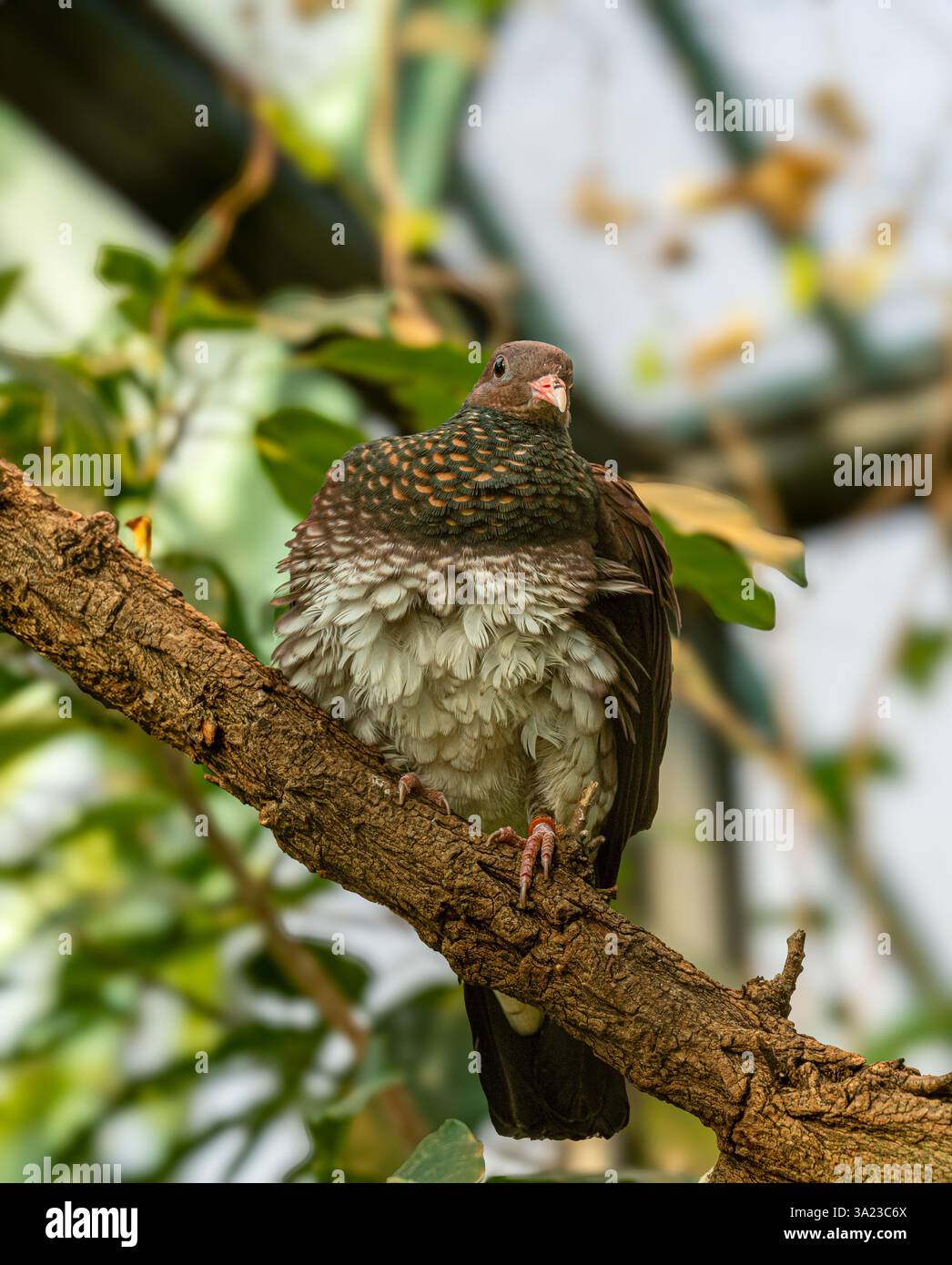 Columba speciosa hi-res stock photography and images - Alamy