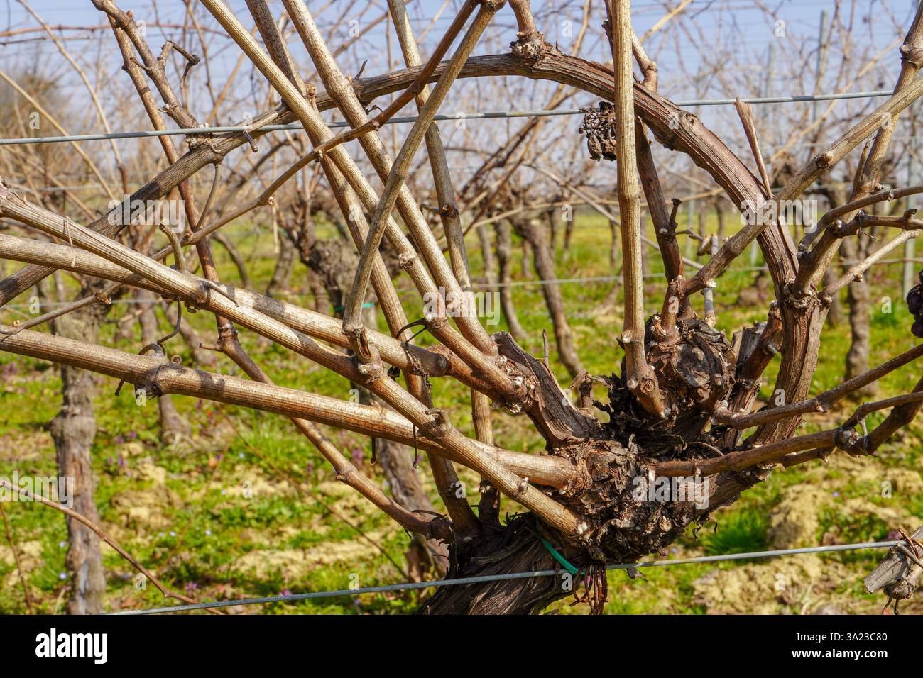 Head of cane pruned shiraz vine in early winter with previous years ...