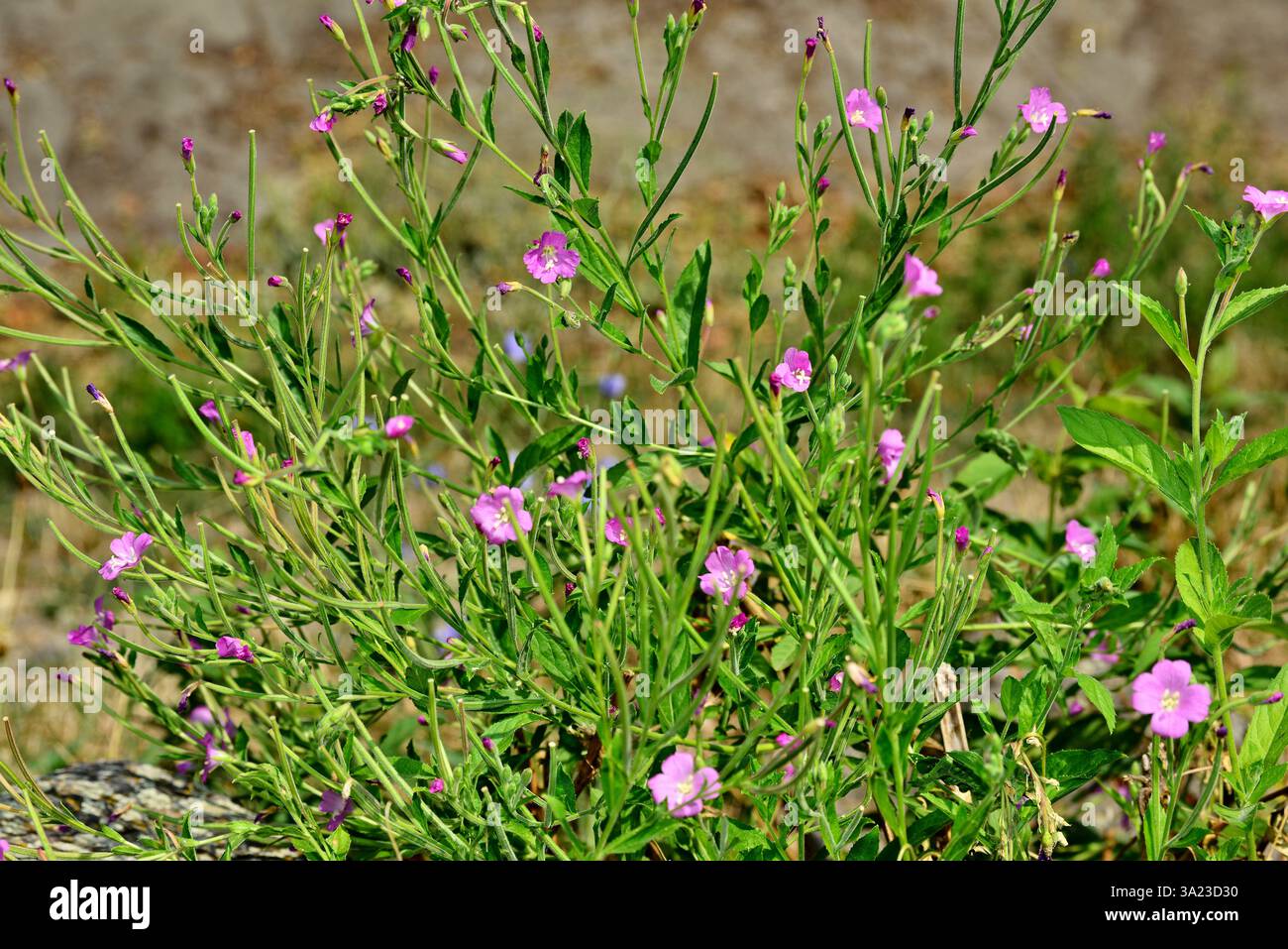 Plantas floridas de Epilobium parviflorum Stock Photo - Alamy