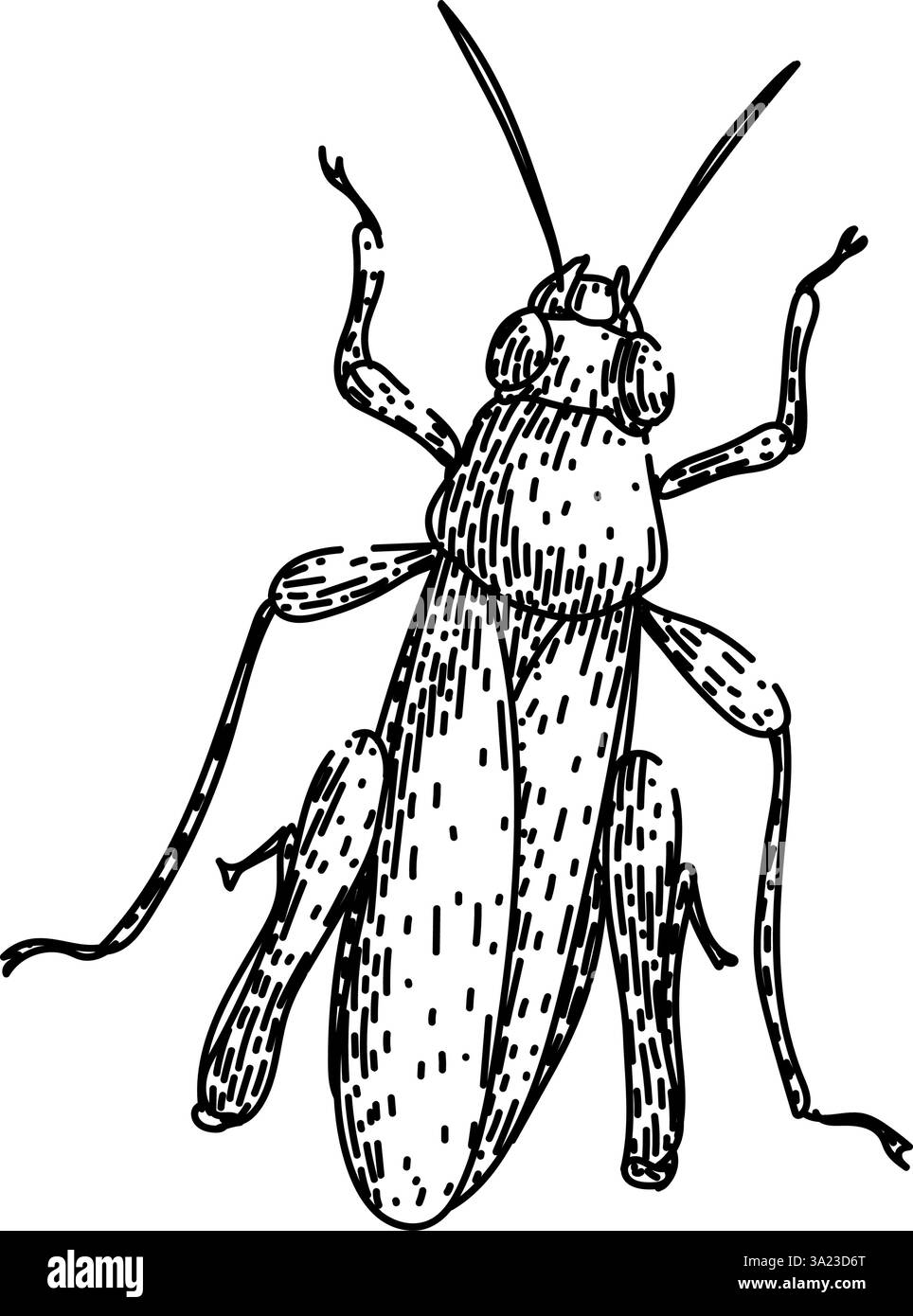 insect grasshopper sketch hand drawn vector Stock Vector Image & Art ...