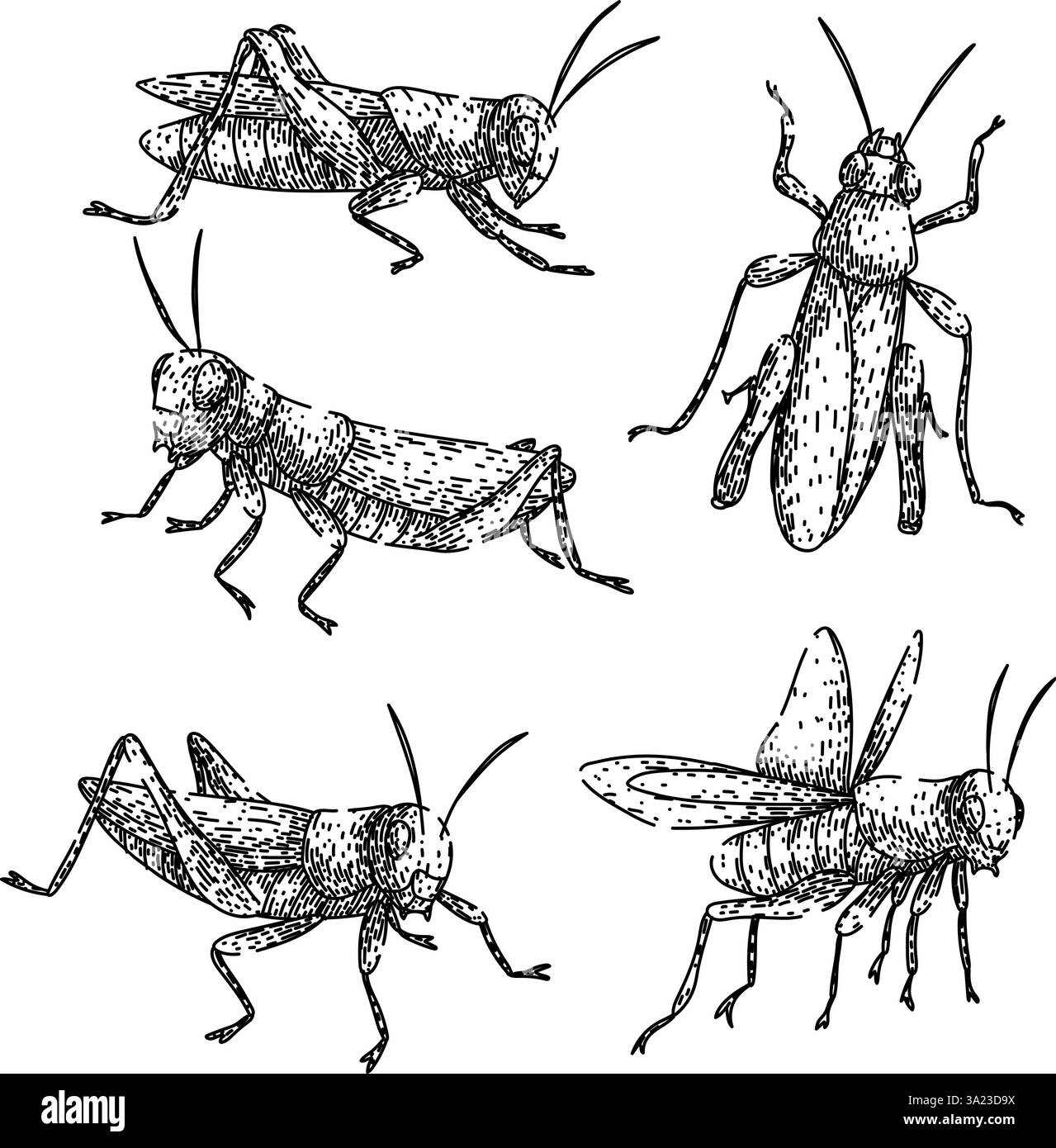 grasshopper set sketch hand drawn vector Stock Vector Image & Art - Alamy