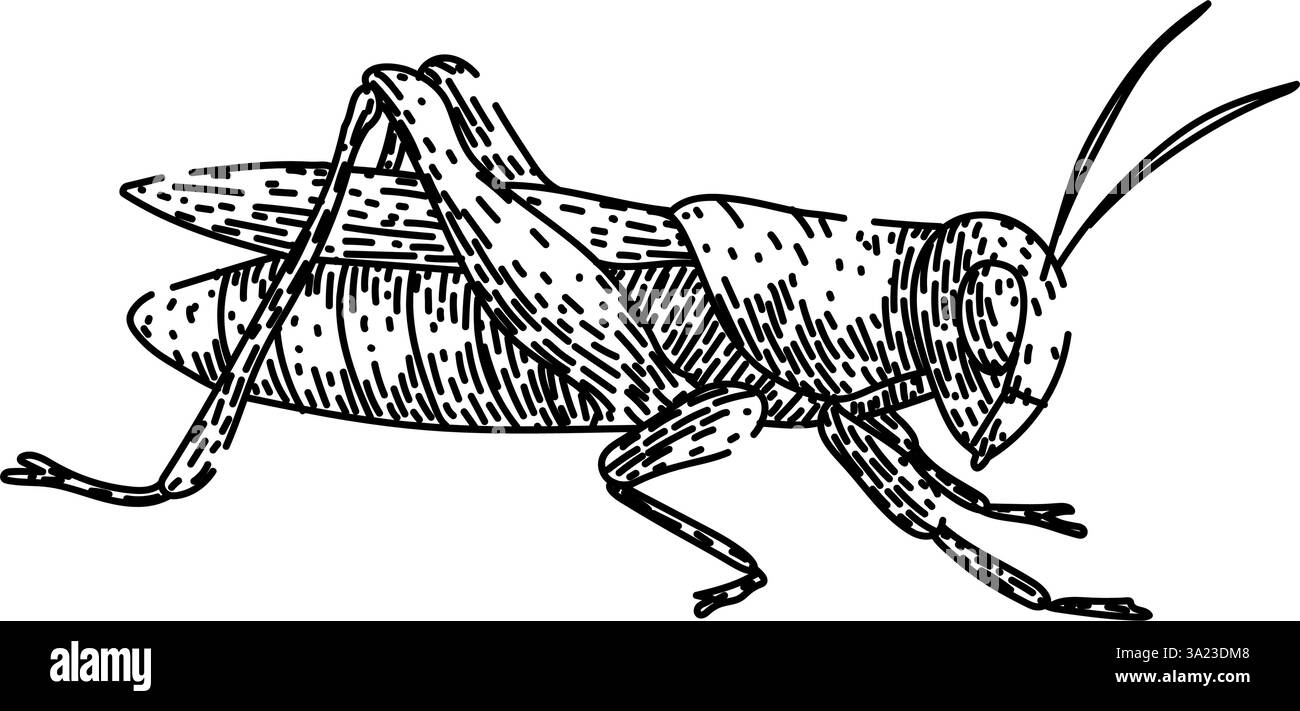 jumping grasshopper sketch hand drawn vector Stock Vector Image & Art ...