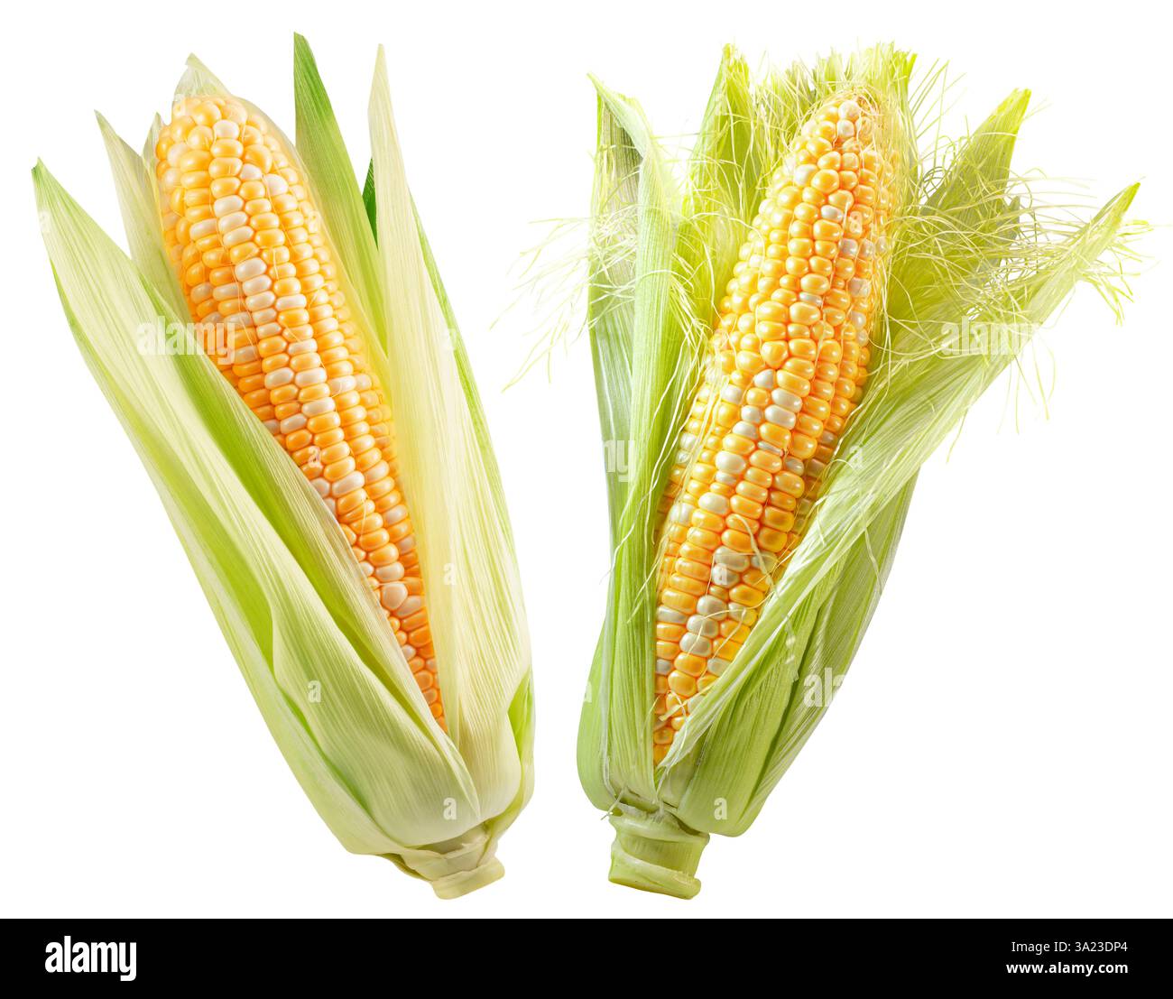 set of corn ears isolated on white background Stock Photo - Alamy