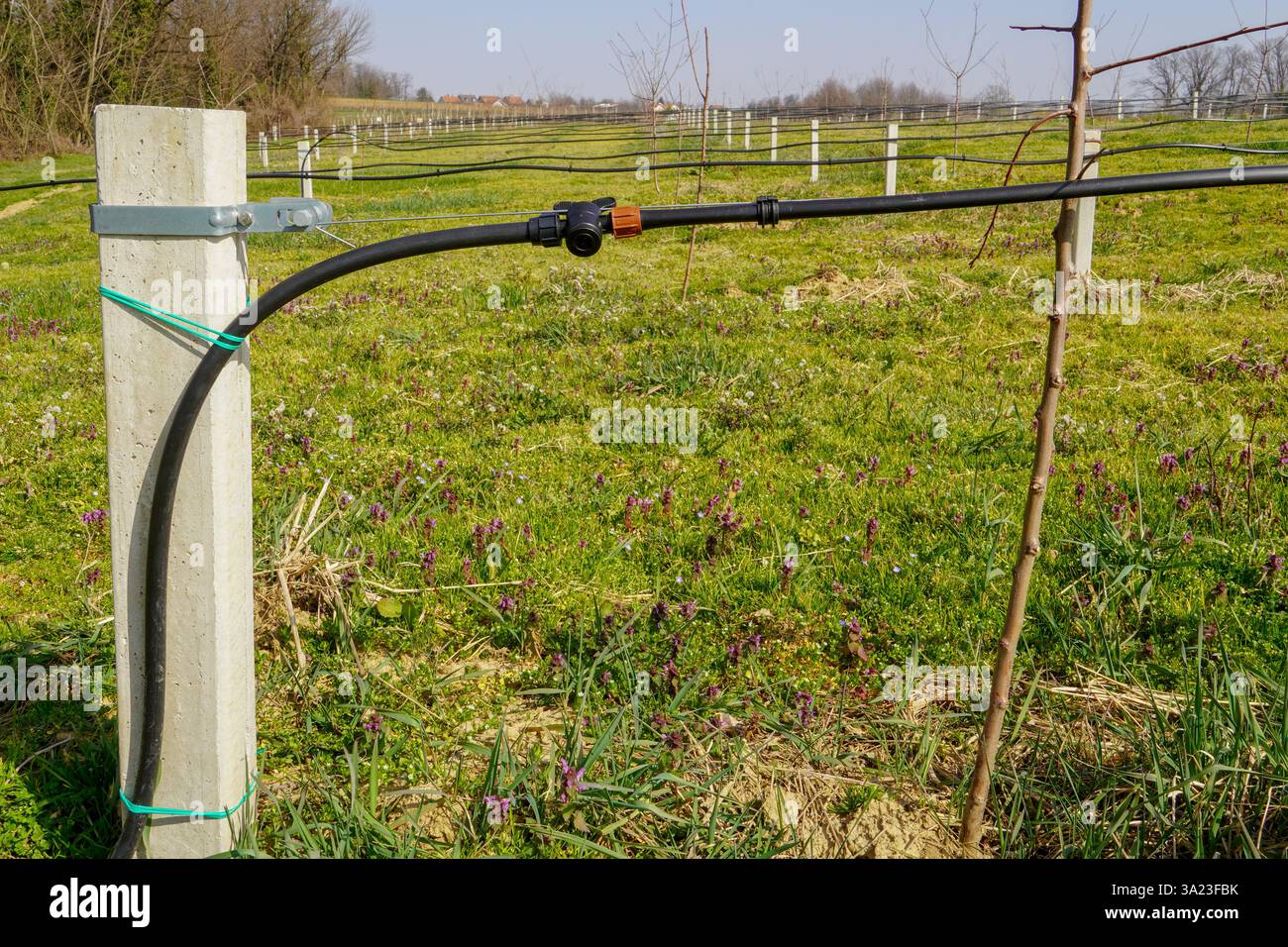 Watering fruit trees with drip irrigation systems Stock Photo - Alamy