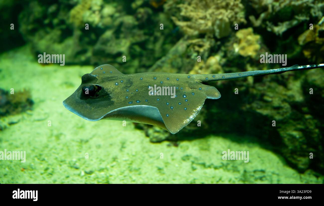 Underwater view of blue spotted stingray Stock Photo - Alamy