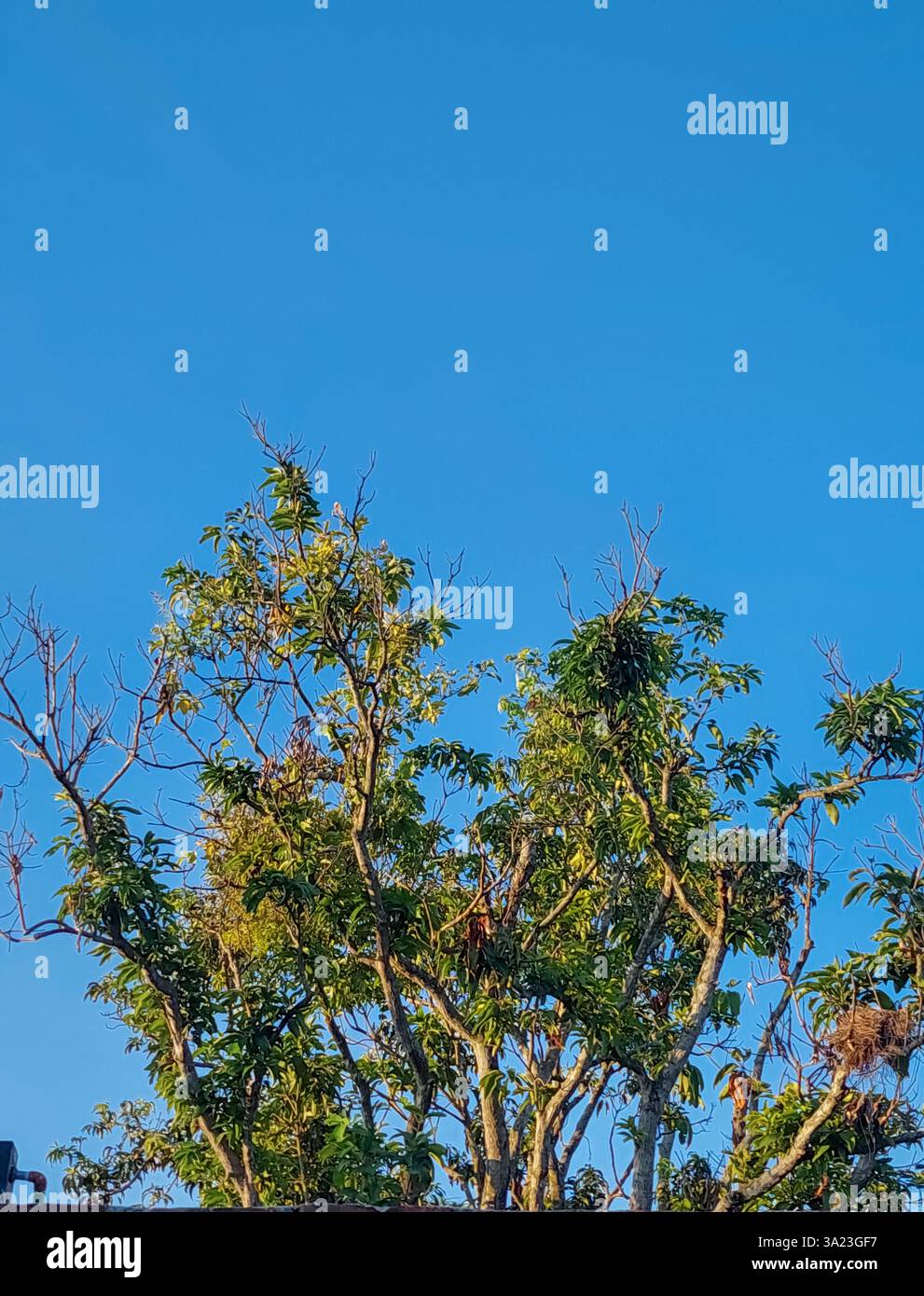 Bangladesh mango tree hi-res stock photography and images - Alamy