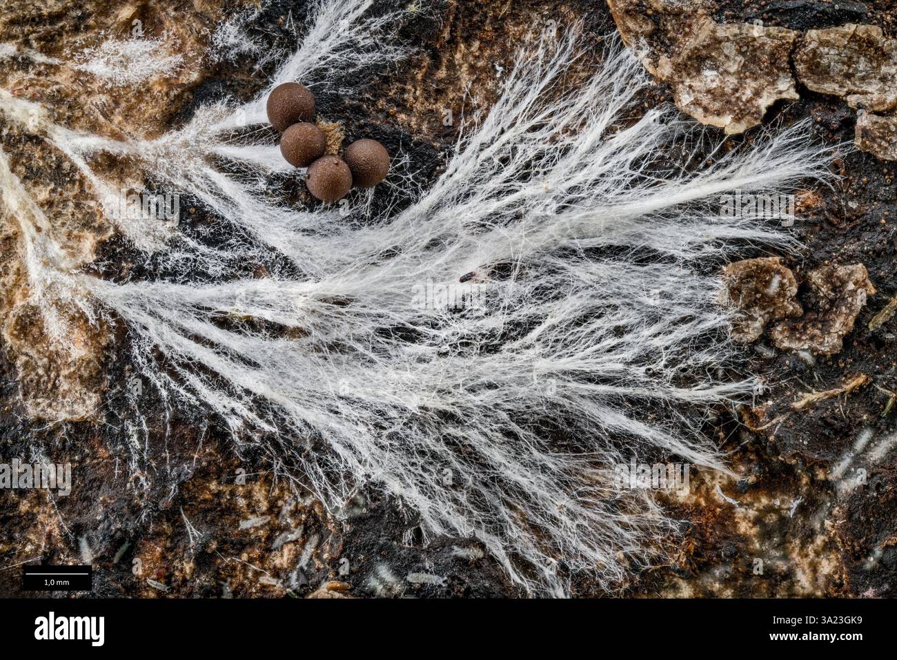 Fungal mycelium and brown slime mold sporocarps (fruiting bodies ...