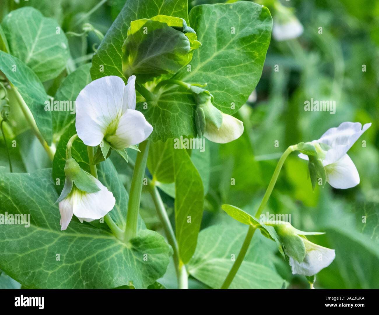 Flowers of pea plant. Natural green pea plants as spring background ...