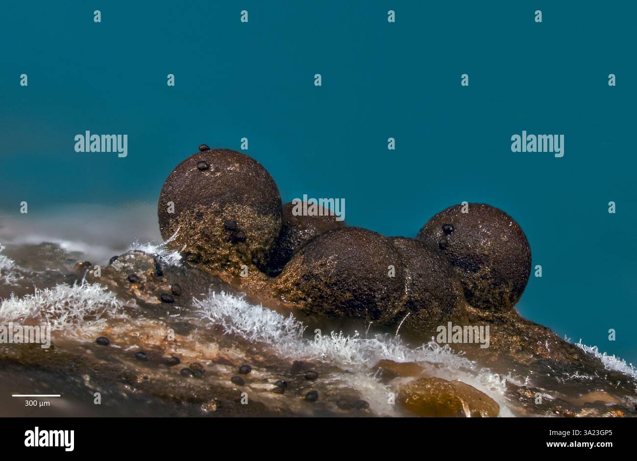 Brown slime mold sporocarps (fruiting bodies) probably Trichia sp ...