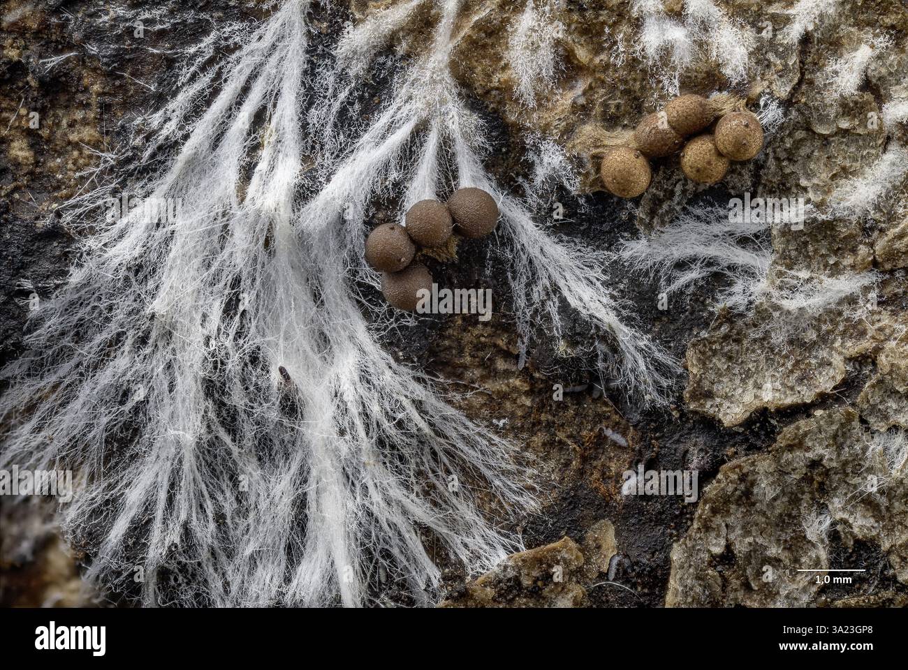Brown slime mold sporocarps (fruiting bodies) probably Trichia sp ...