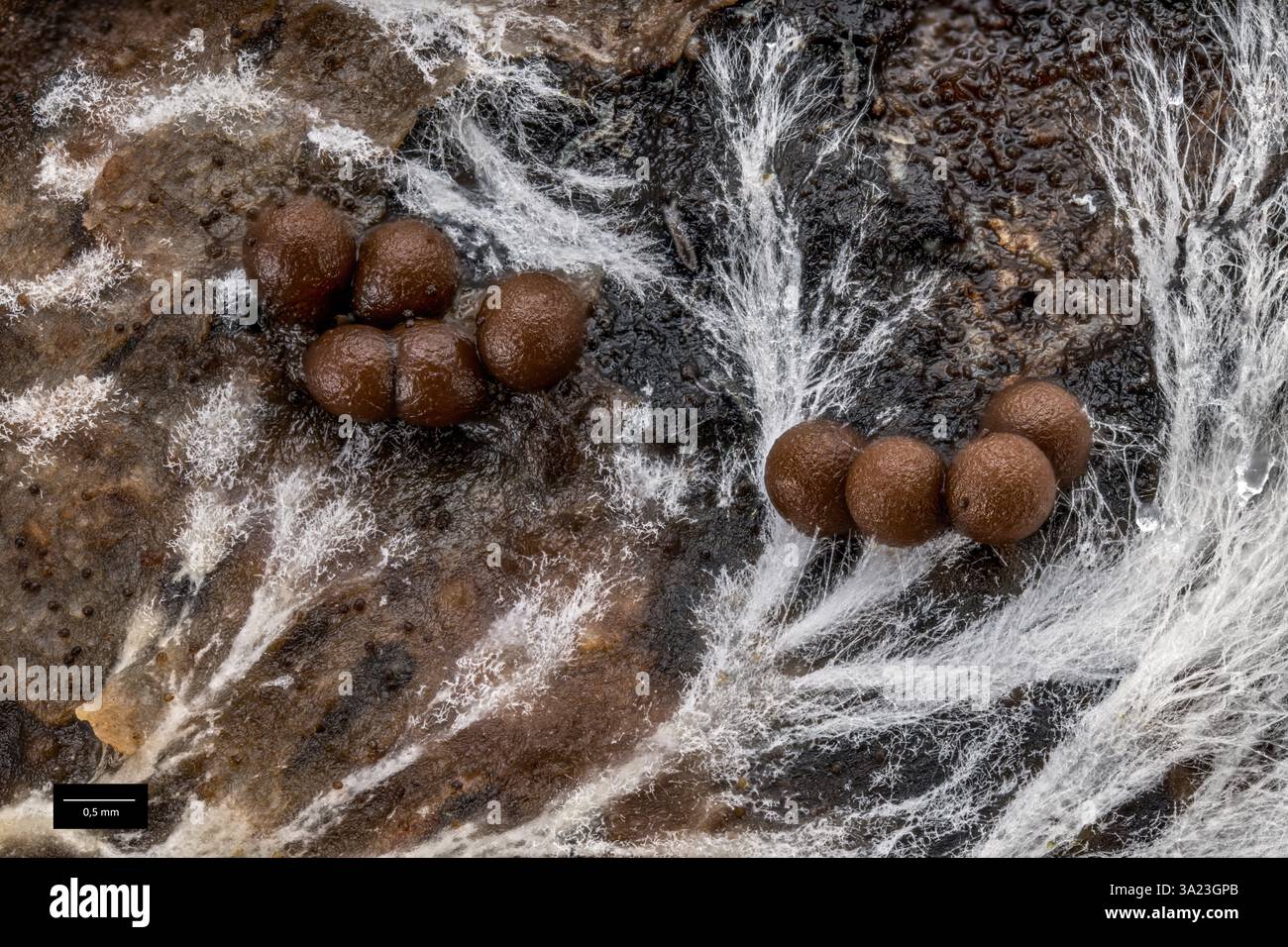 Brown slime mold sporocarps (fruiting bodies) probably Trichia sp ...