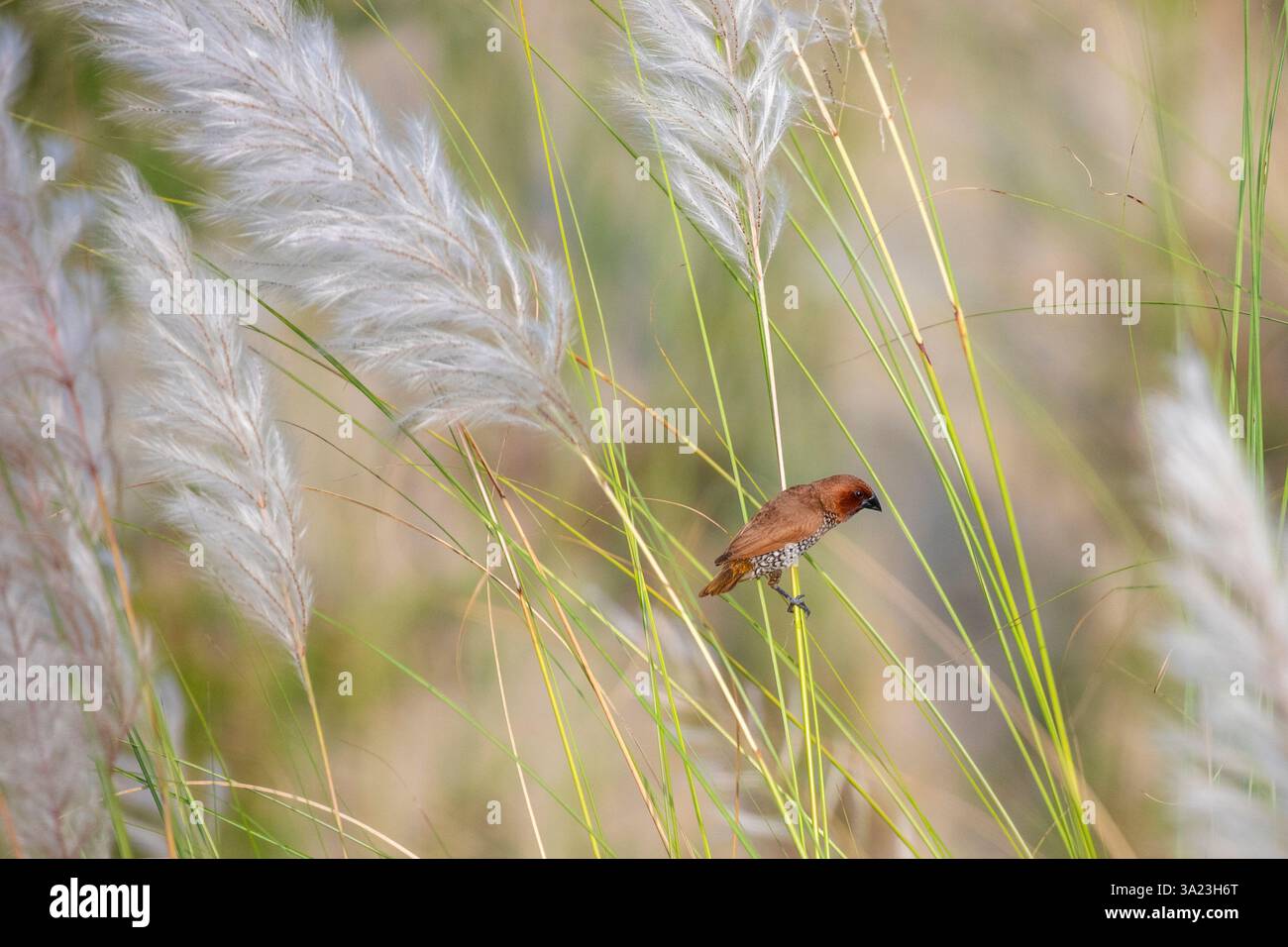 The scaly-breasted munia (Lonchura punctulata), also known as the ...