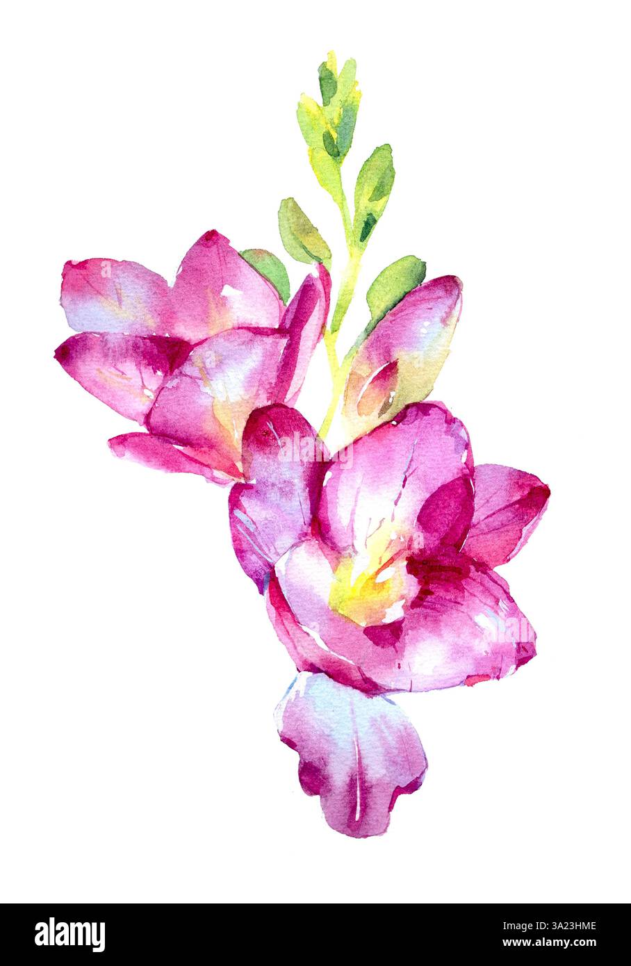 Watercolor hand painted lily flower isolated on white. Beautiful garden ...