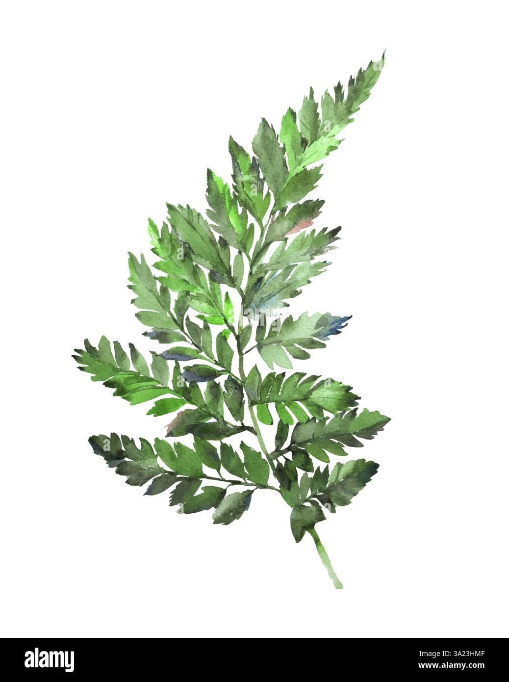 Botanical hand drawn fern set isolated on a white background ...