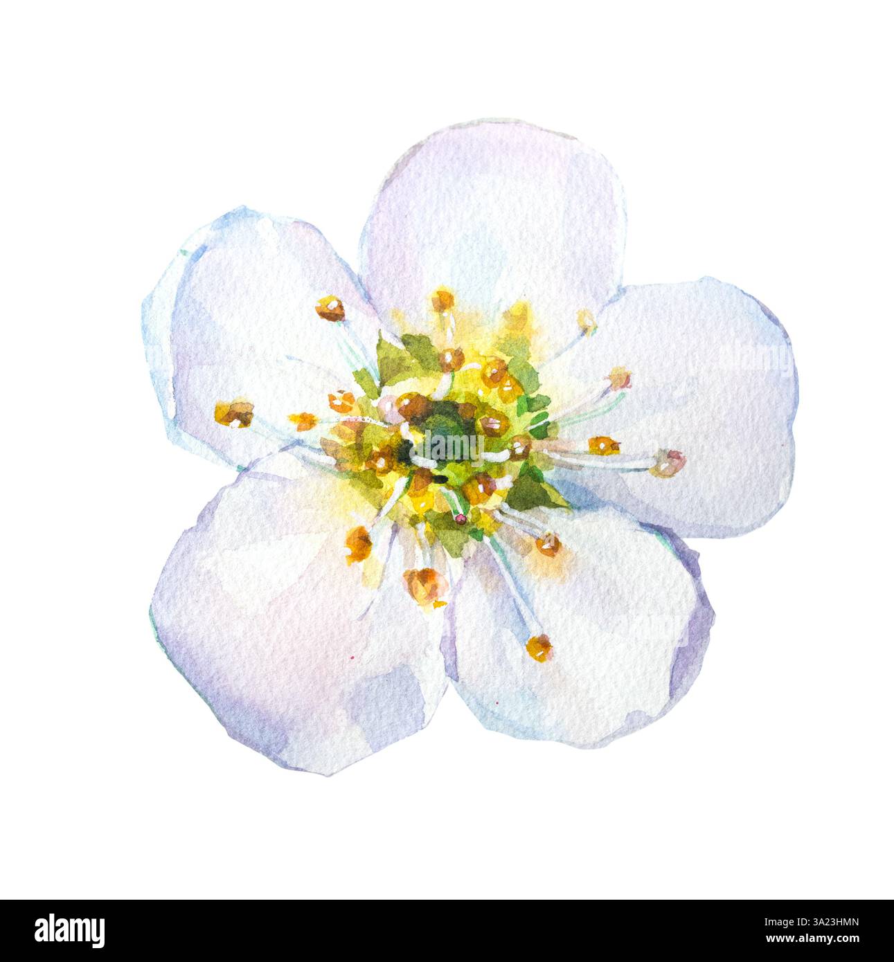 Cherry blossom flower clipart Cut Out Stock Images & Pictures - Alamy