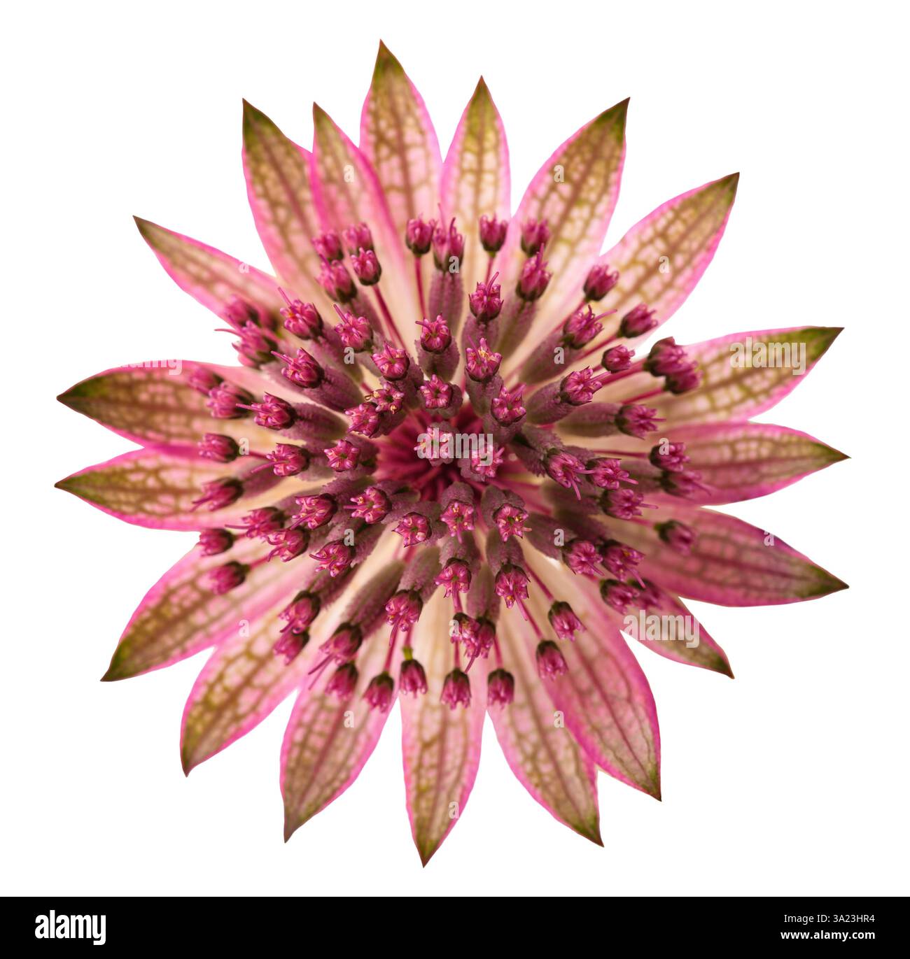 Great masterwort flower isolated on white background Stock Photo - Alamy