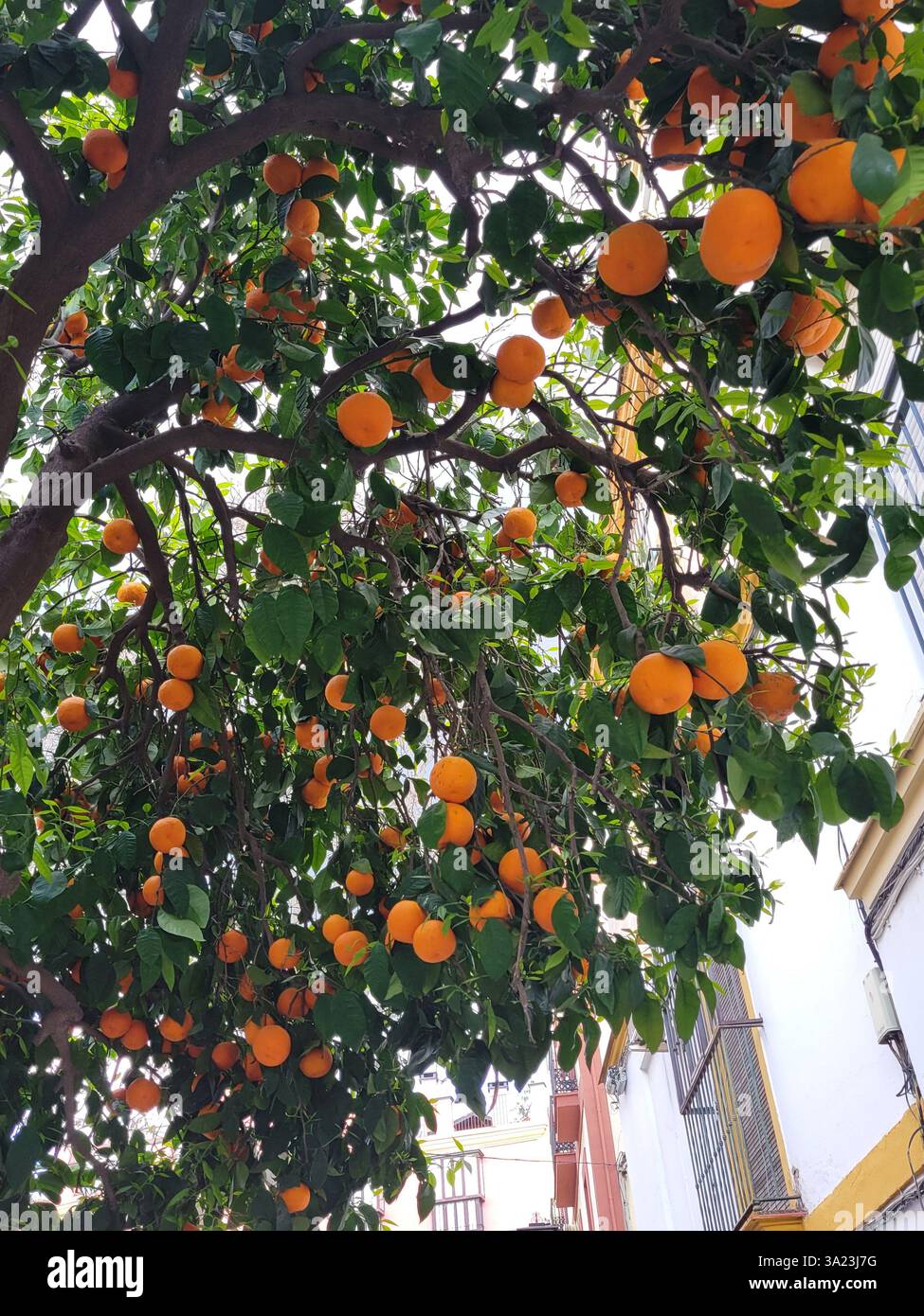 walking around Seville in Spain Stock Photo - Alamy