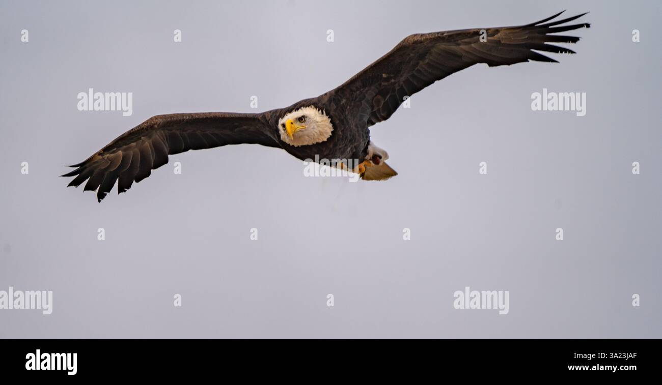 bald eagle flying open wings Stock Photo - Alamy