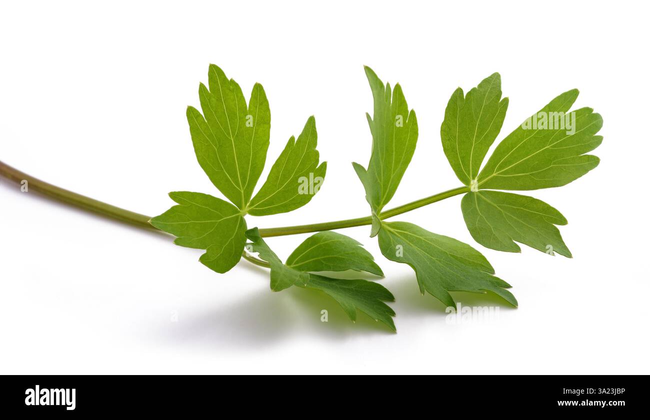 Fresh lovage twig isolated on white background Stock Photo - Alamy