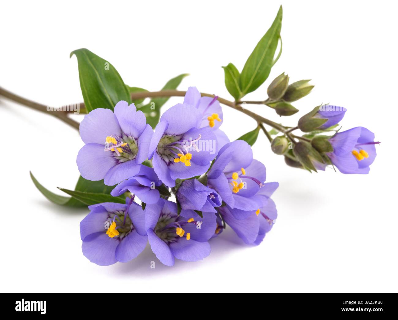 Jacob's ladder flowers isolated on white background Stock Photo - Alamy