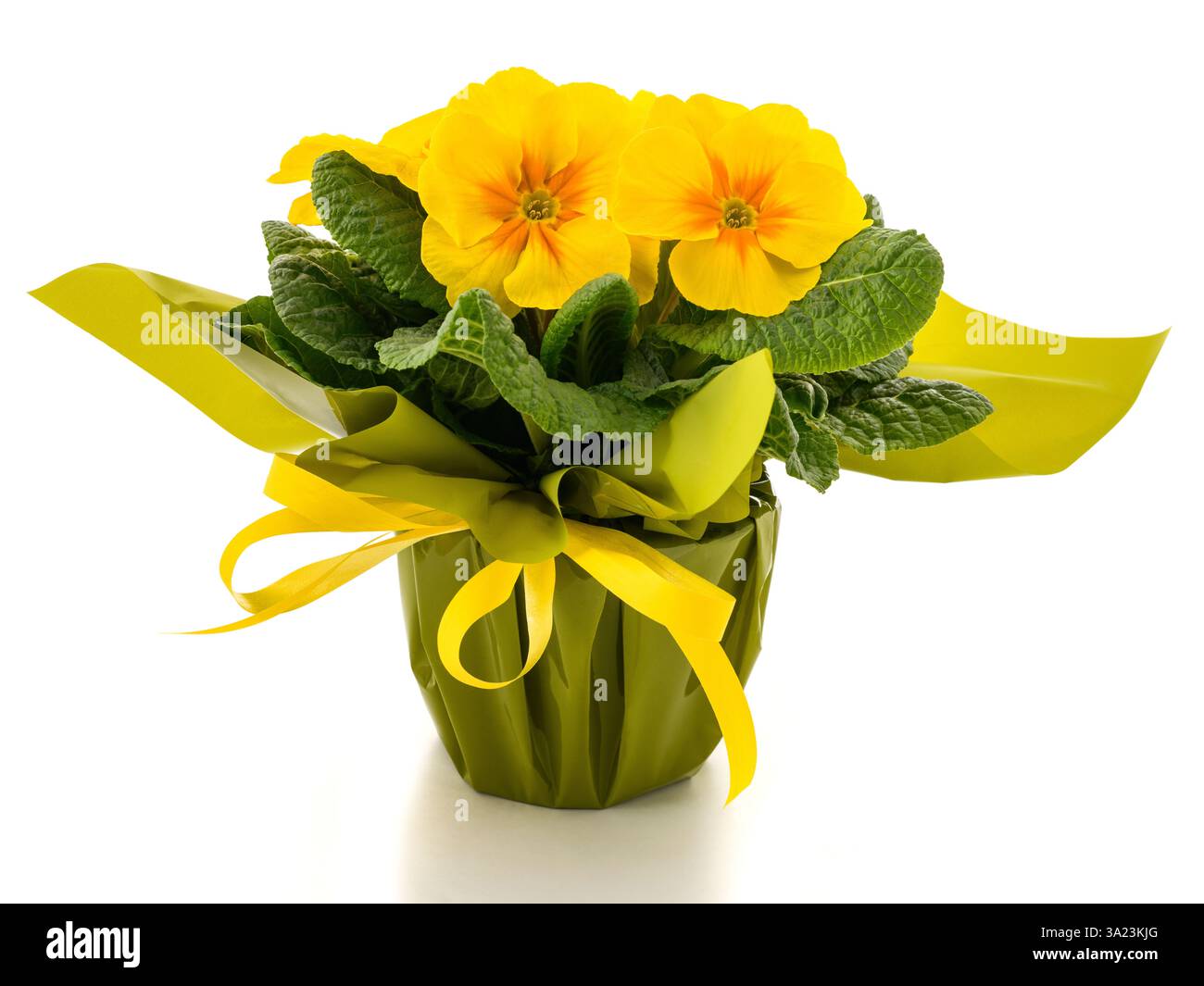 Primrose plant in vase isolated on white background Stock Photo - Alamy